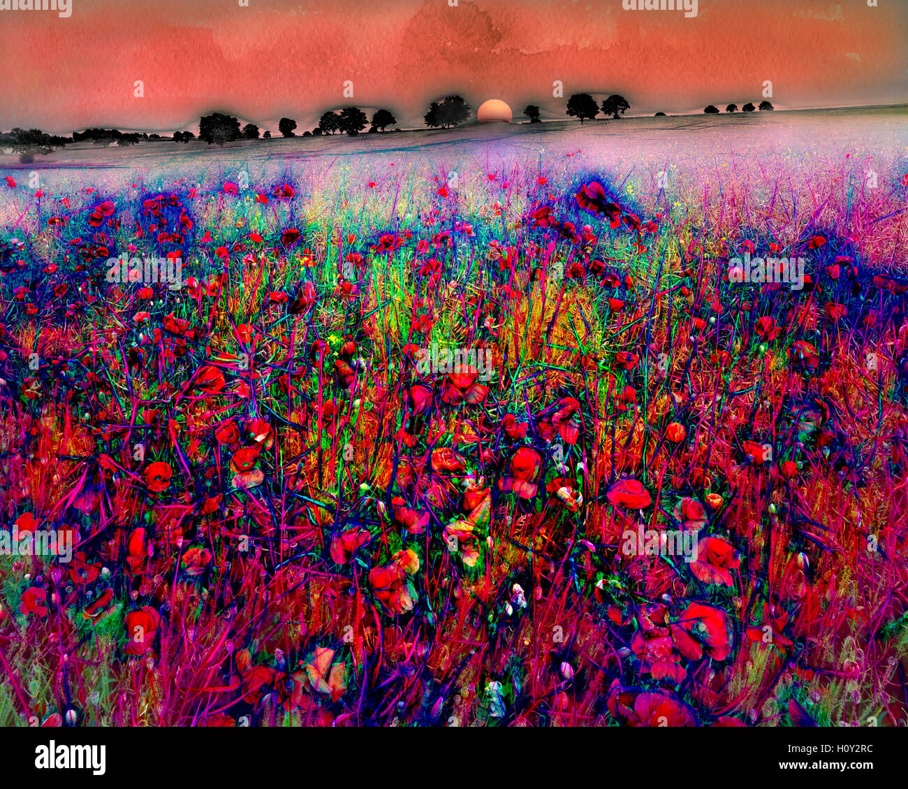 DIGITAL ART: Sunset over Poppy Field in the Cotswolds Stock Photo - Alamy