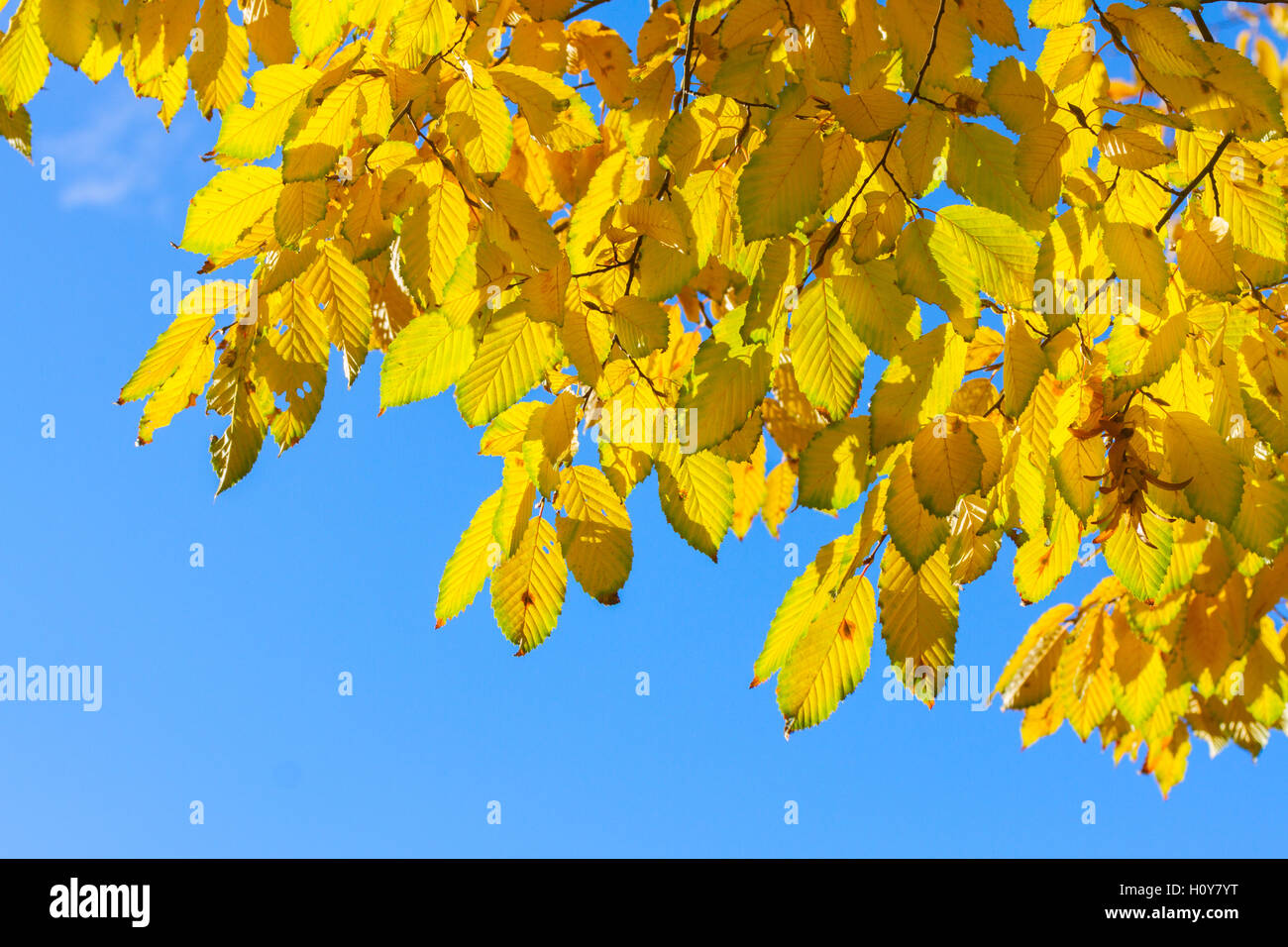 Vibrant fall foliage Stock Photo - Alamy