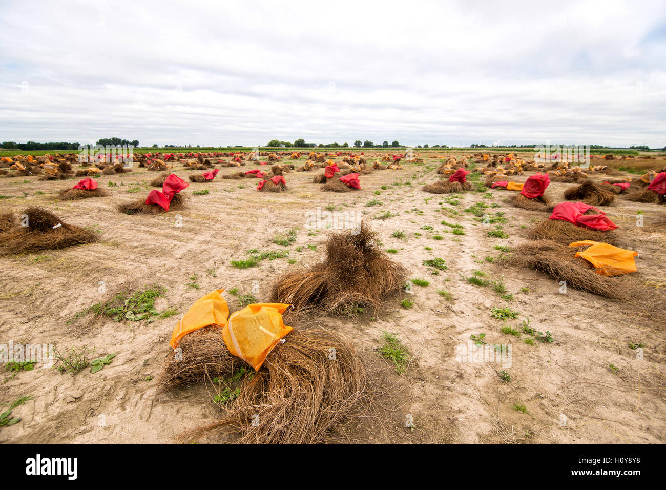 flax drying in the summer sun on a Dutch farmfield Stock Photo - Alamy