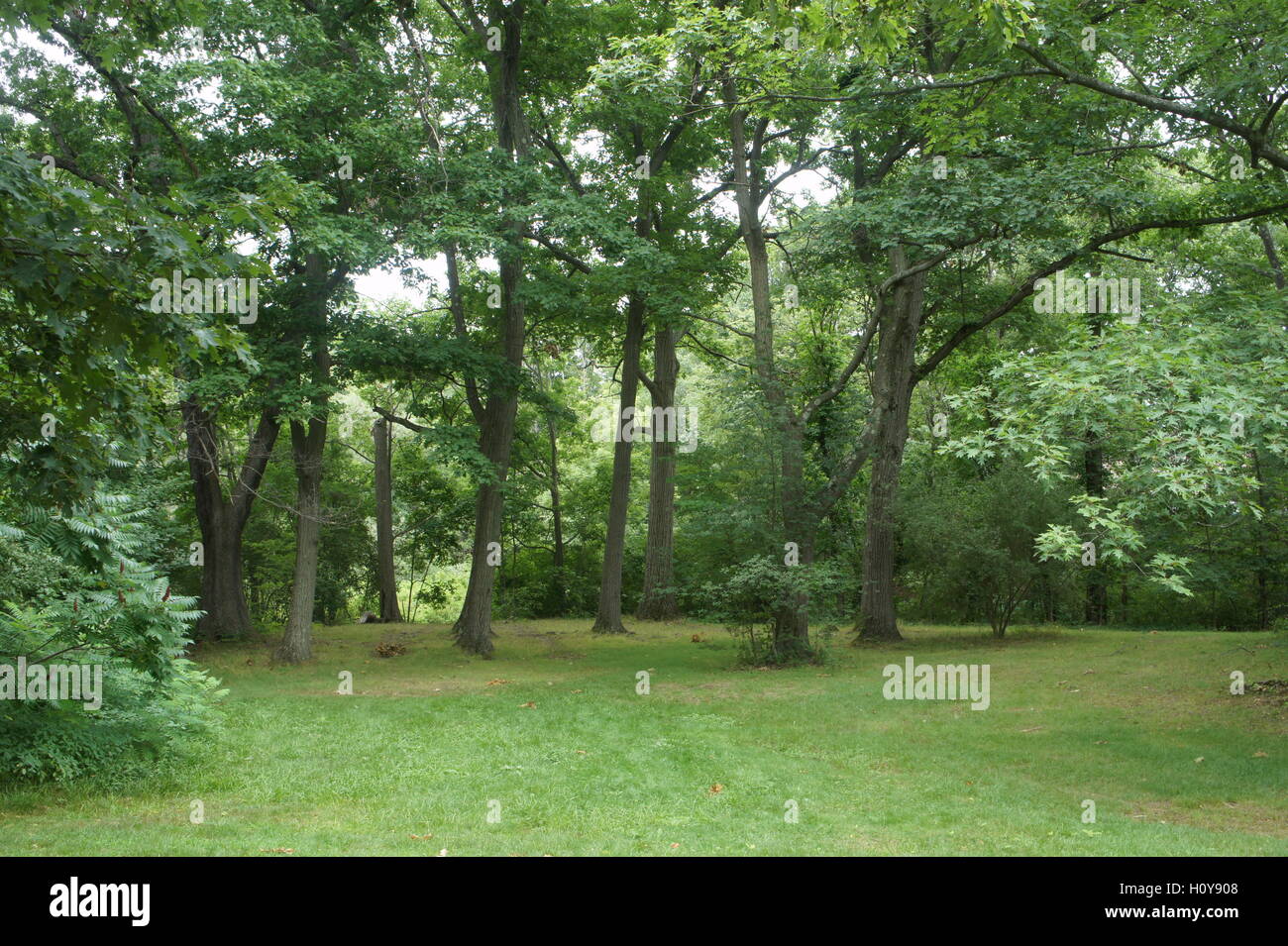 Grove of Trees in Beaver Brook Reservation Stock Photo - Alamy