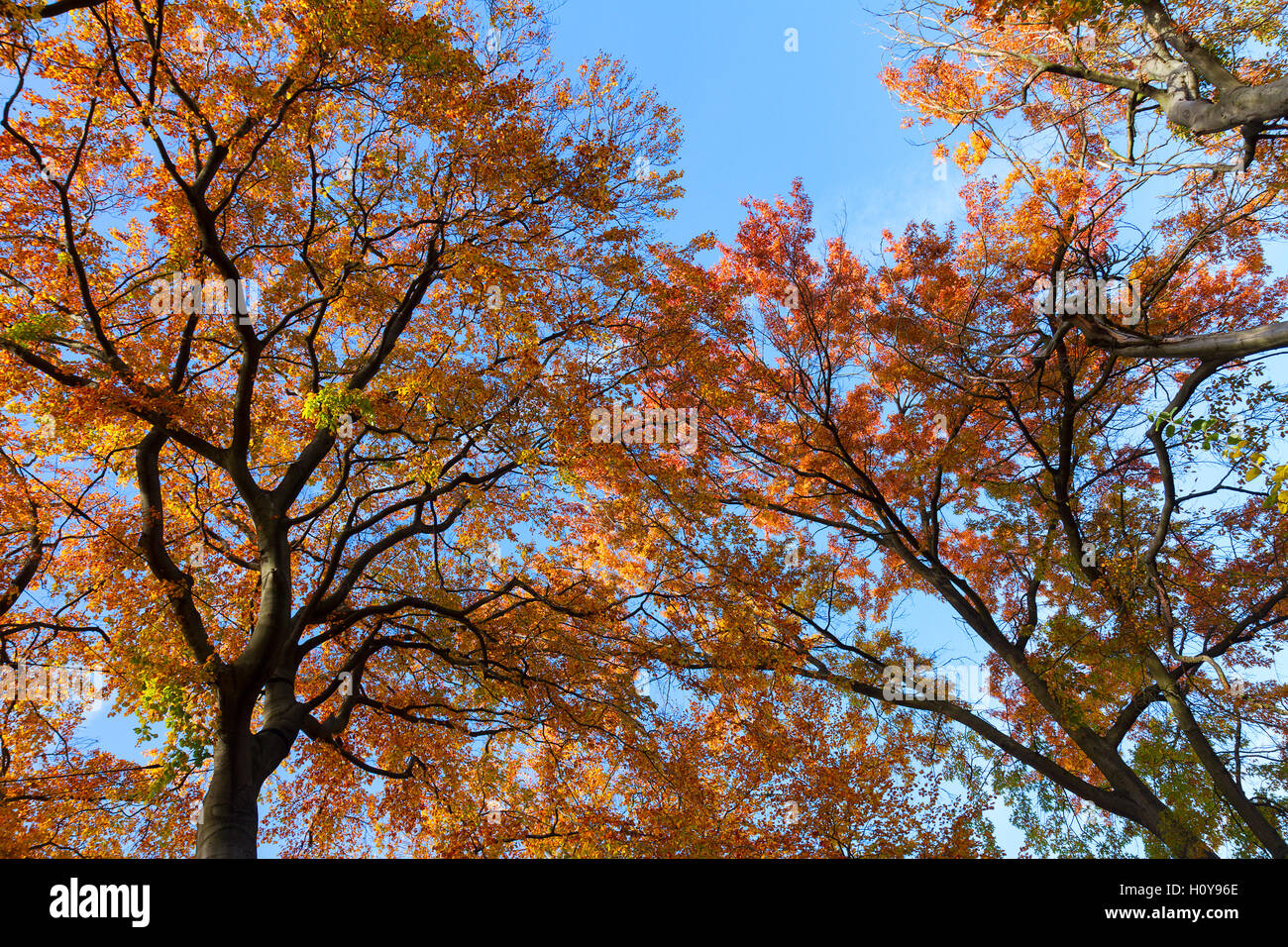Vibrant fall foliage Stock Photo - Alamy
