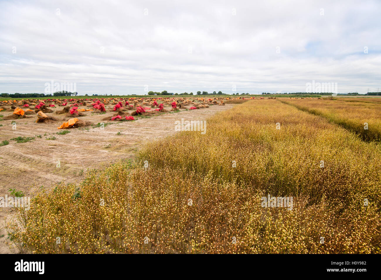 flax drying in the summer sun on a Dutch farmfield Stock Photo - Alamy