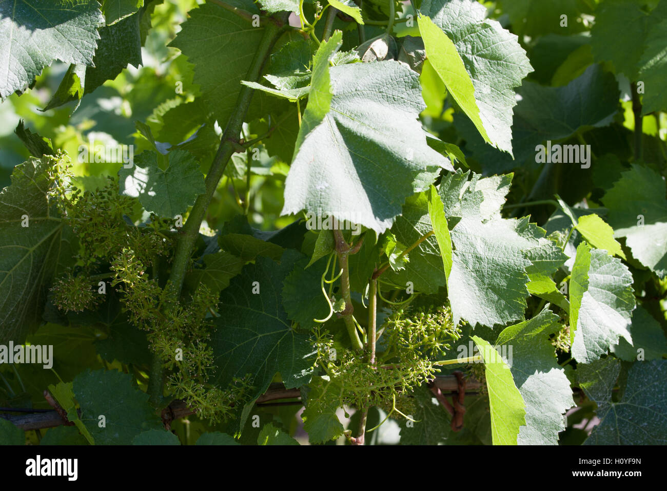 Grapevine bud hi-res stock photography and images - Alamy