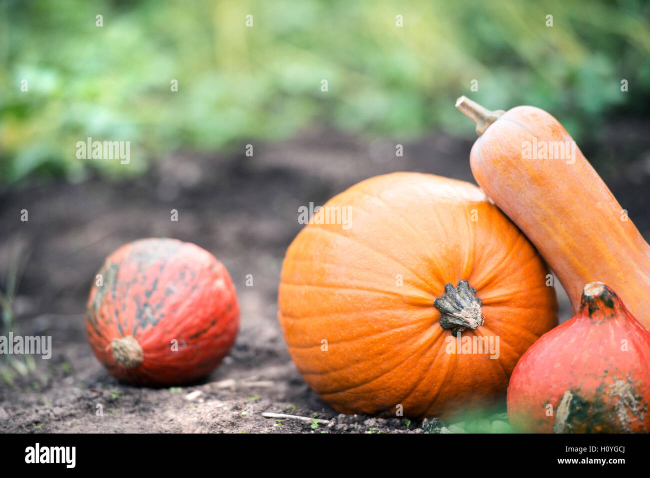 Beautiful autumn garden pumpkins hi-res stock photography and images ...