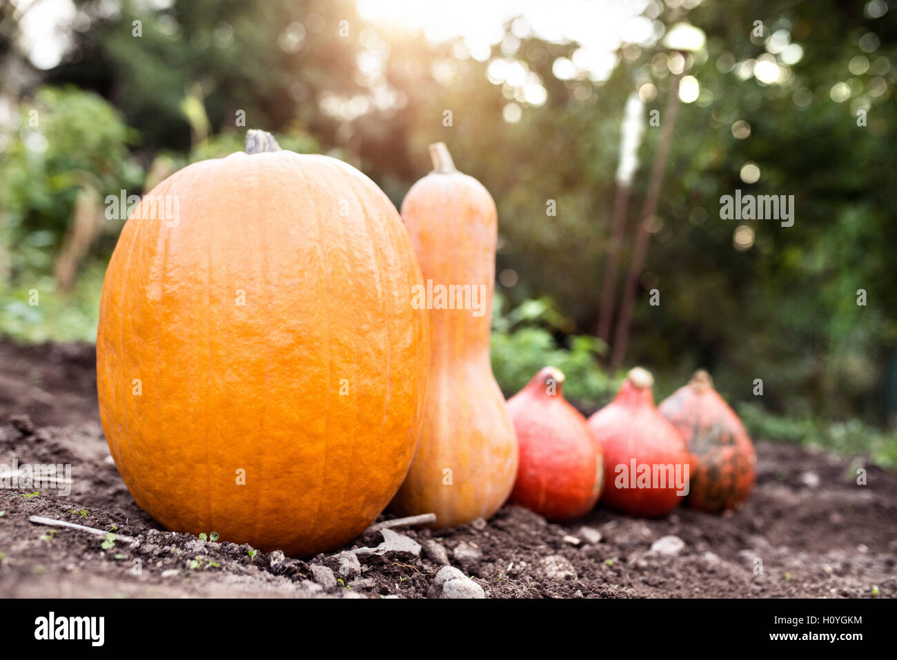 Beautiful autumn garden pumpkins hi-res stock photography and images ...