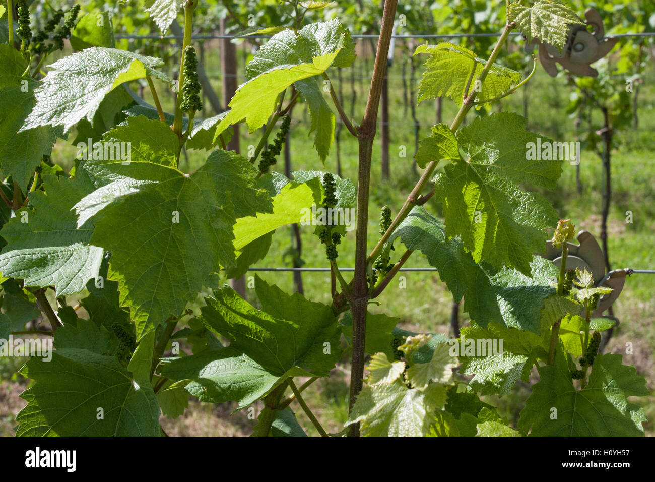 Bud grape hi-res stock photography and images - Alamy