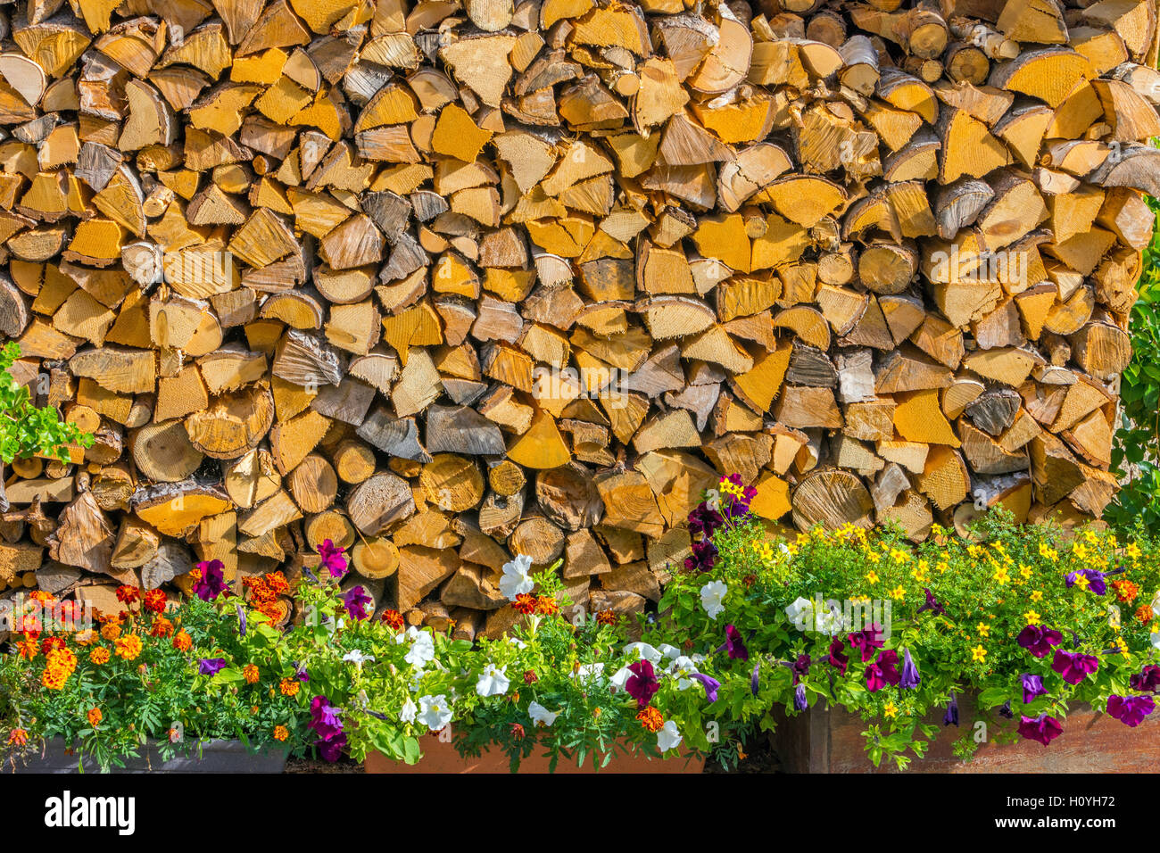 Pile of winter fuel cut logs with geranium flowers hi-res stock ...
