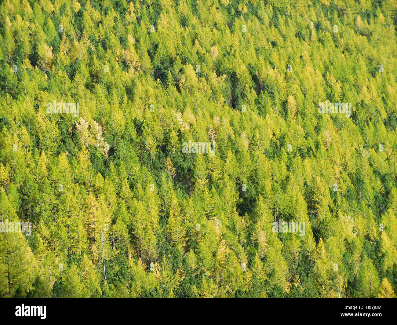 taiga coniferous wild forest in Siberia, Altai Mountains Stock Photo ...