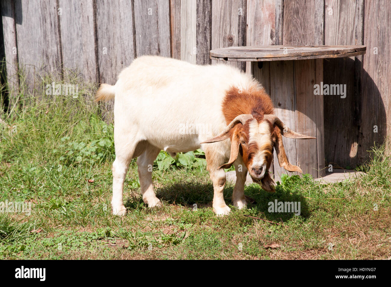 Boer goat hi-res stock photography and images - Alamy