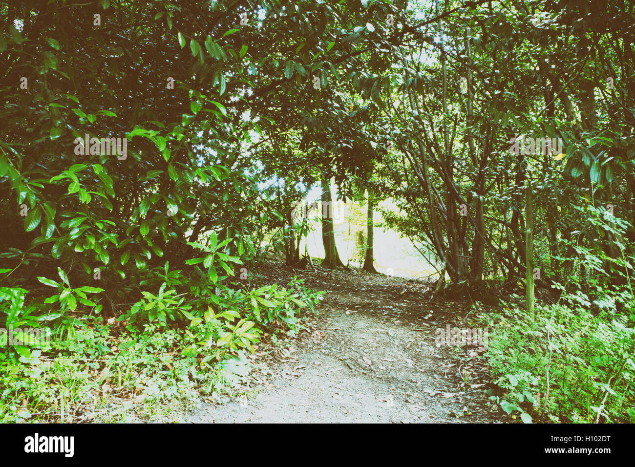 Path surrounded by green trees on both sides Stock Photo - Alamy
