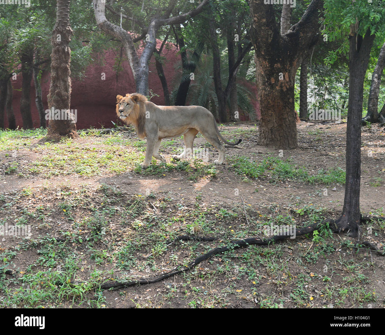 Lion in jungle Stock Photo - Alamy