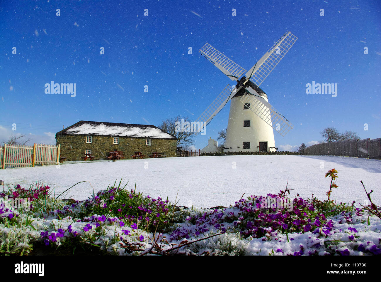 Llynnon, Windmill, Melin Llynnon, Anglesey Stock Photo - Alamy