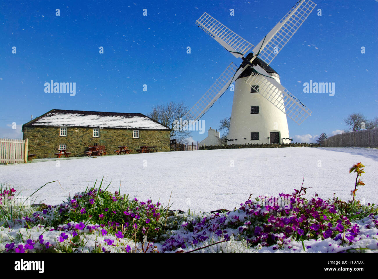 Melin llynnon windmill hi-res stock photography and images - Alamy