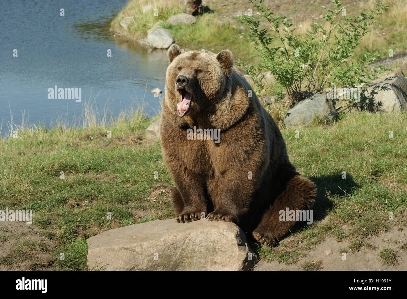 Yawn bear hi-res stock photography and images - Alamy