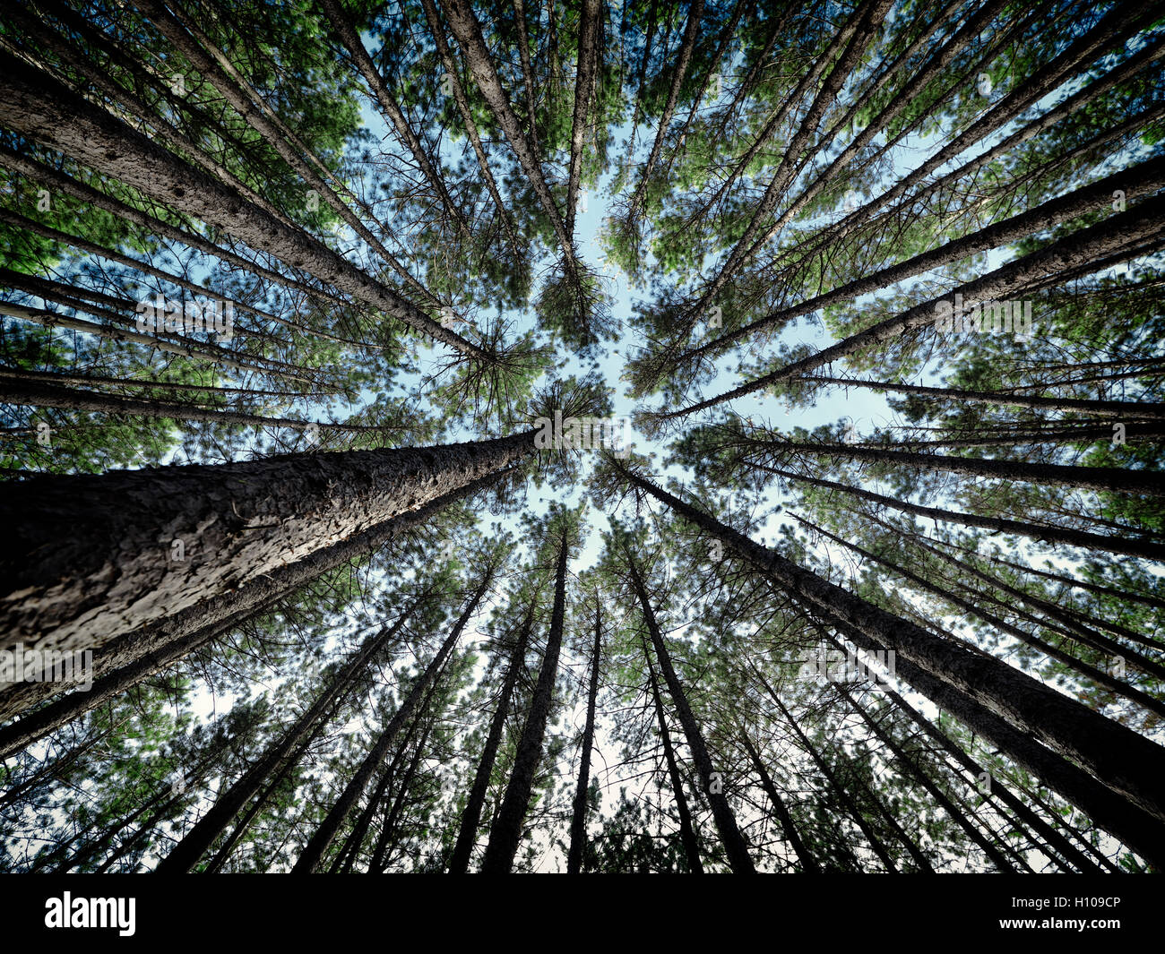 Artistic abstract image of tall pine forest tree tops over blue sky ...