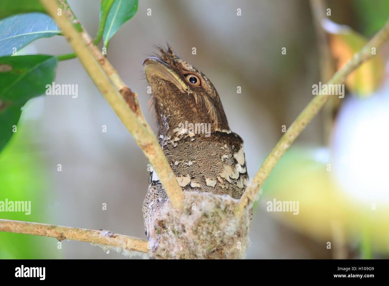 Philippine frogmouth (Batrachostomus septimus) in Rajah Sikatuna ...