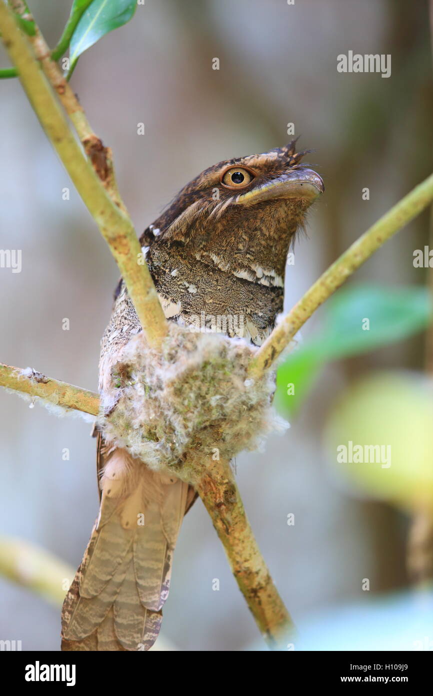 Philippine frogmouth (Batrachostomus septimus) in Rajah Sikatuna ...