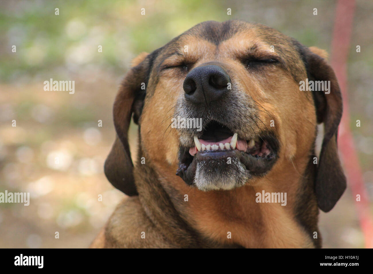 A smiling Rhodesian Ridgeback dog Stock Photo - Alamy