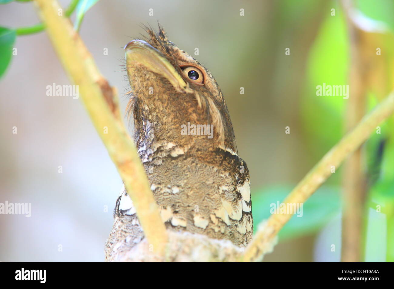 Philippine frogmouth (Batrachostomus septimus) in Rajah Sikatuna ...