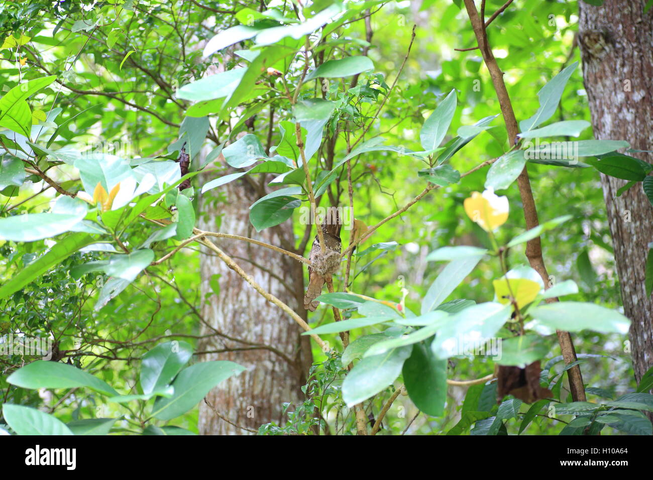 Philippine frogmouth (Batrachostomus septimus) in Rajah Sikatuna ...