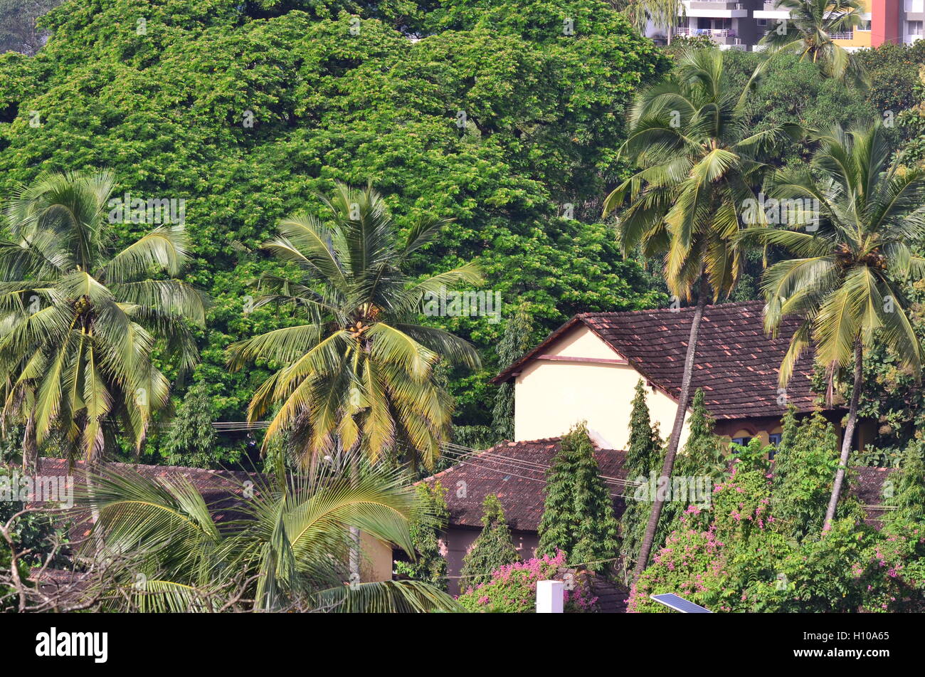 Traditional tile roof house surrounded by greenery of trees and coconut ...