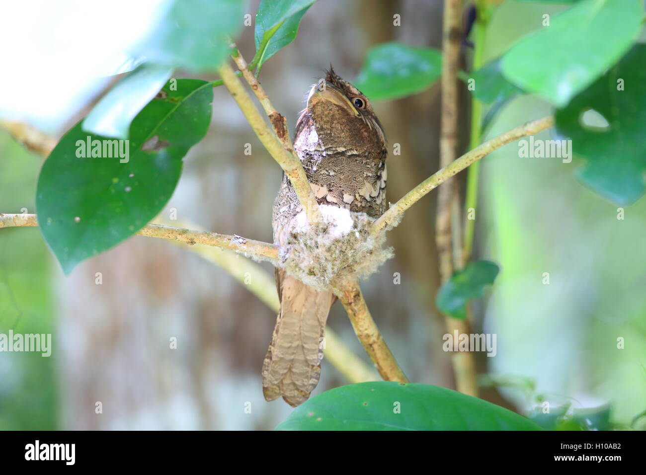 Philippine frogmouth (Batrachostomus septimus) in Rajah Sikatuna ...