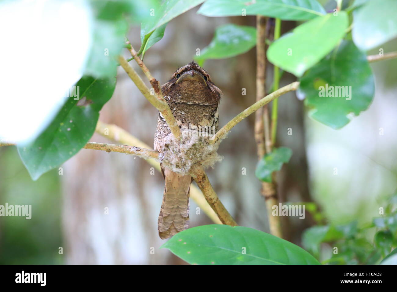 Philippine frogmouth (Batrachostomus septimus) in Rajah Sikatuna ...