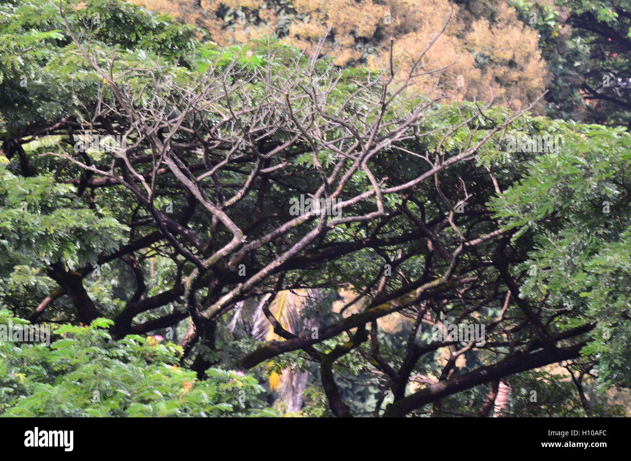Lightning struck wood hi-res stock photography and images - Alamy