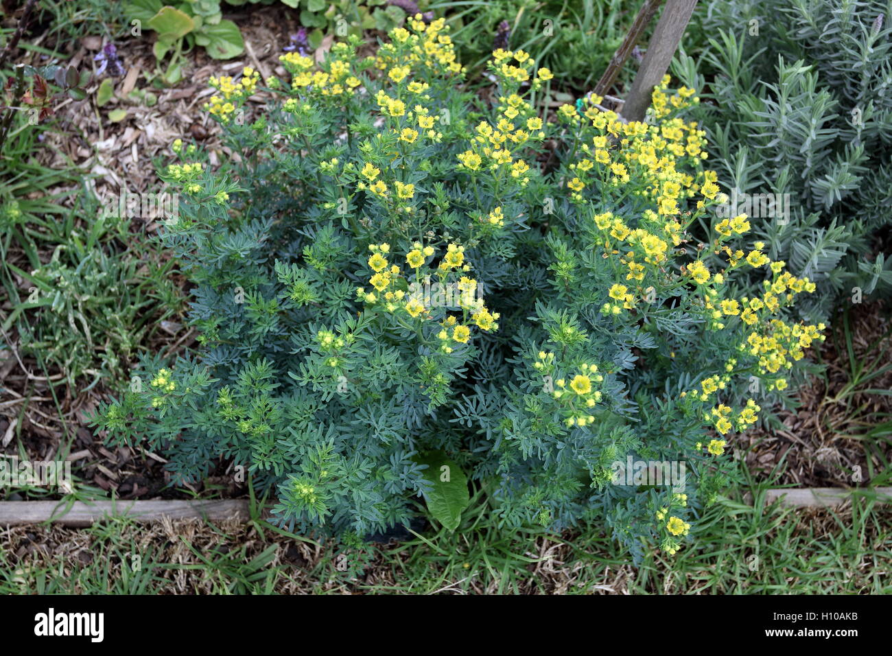 Common rue ruta graveolens leaves hi-res stock photography and images ...
