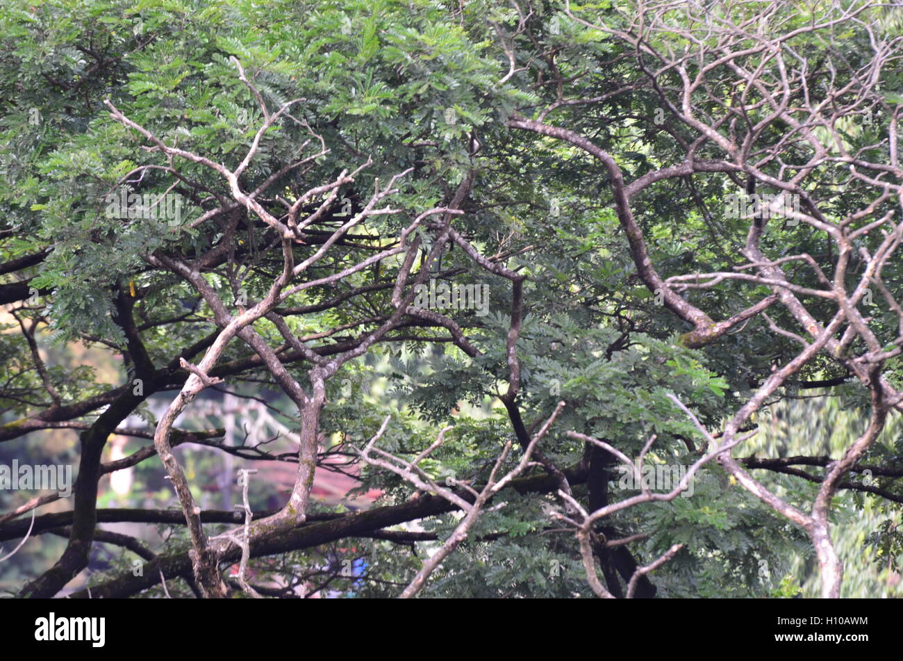 Old dead tree struck lightning hi-res stock photography and images - Alamy