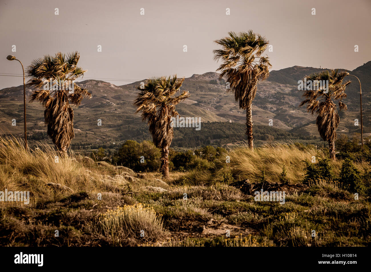Palm trees in Kos island Stock Photo - Alamy