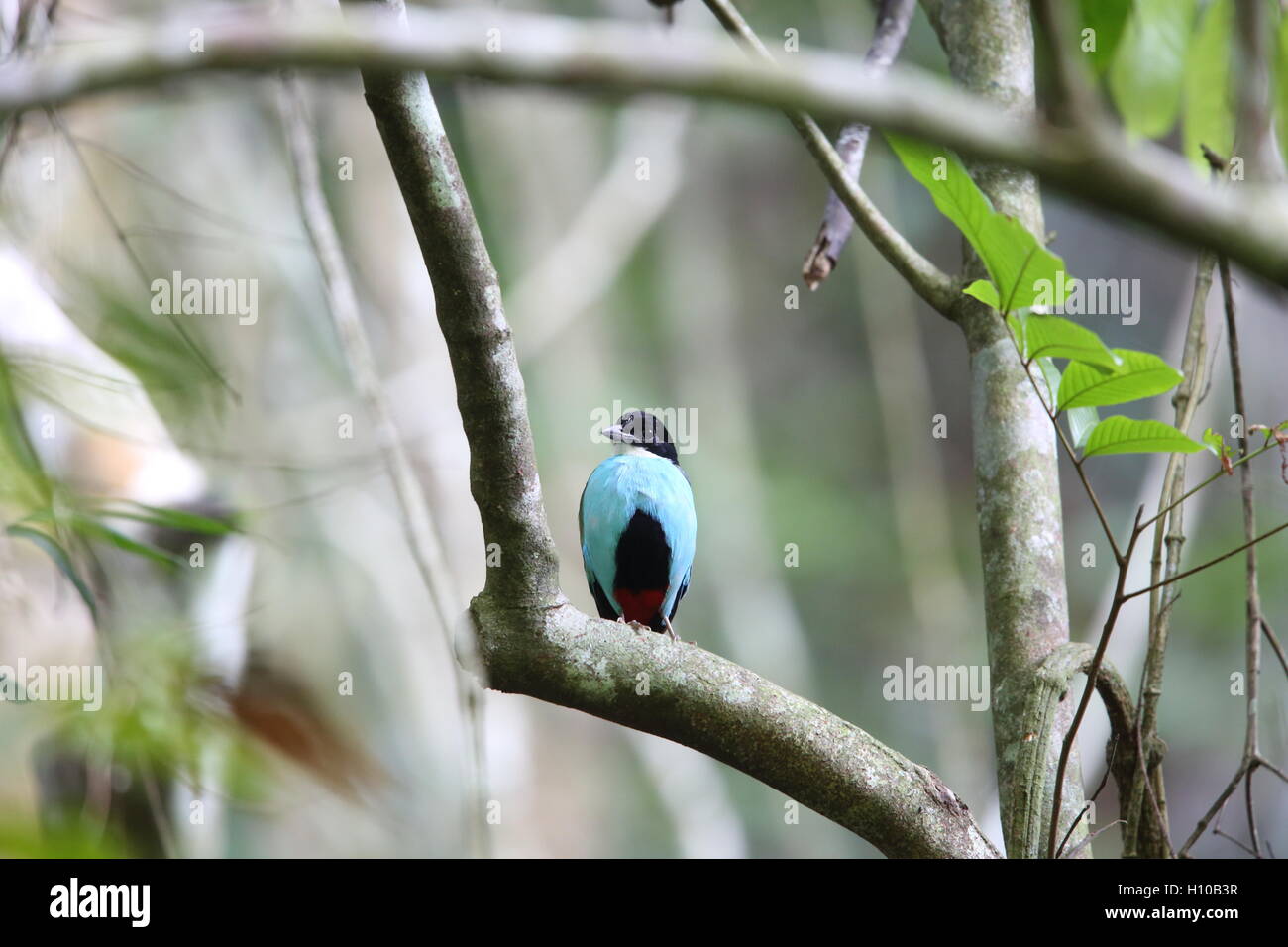 Azure-breasted pitta (Pitta steerii) in Rajah Sikatuna National Park ...