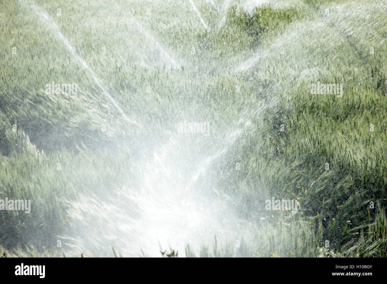 wheat field irrigation Stock Photo - Alamy