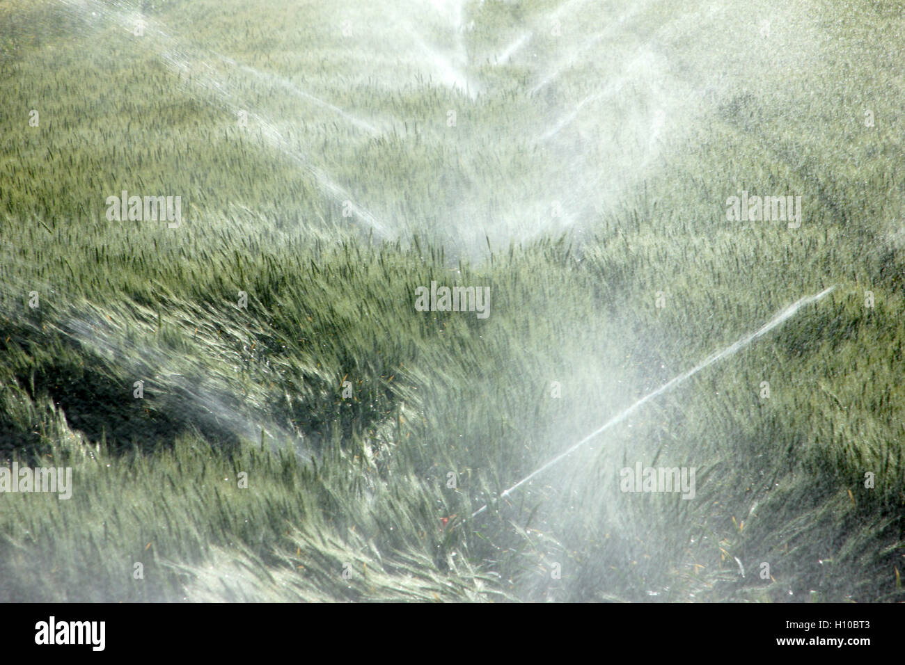 wheat field irrigation Stock Photo - Alamy