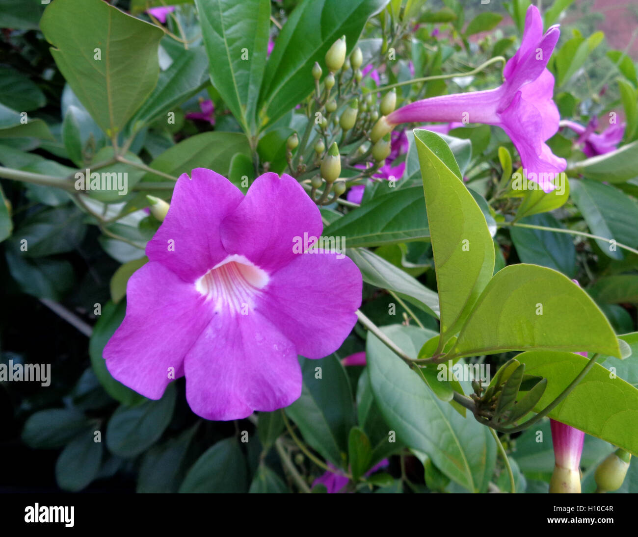Purple Flowers with the Morning Dew Drop Stock Photo - Alamy