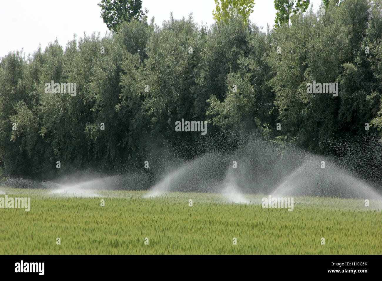 wheat field irrigation Stock Photo - Alamy