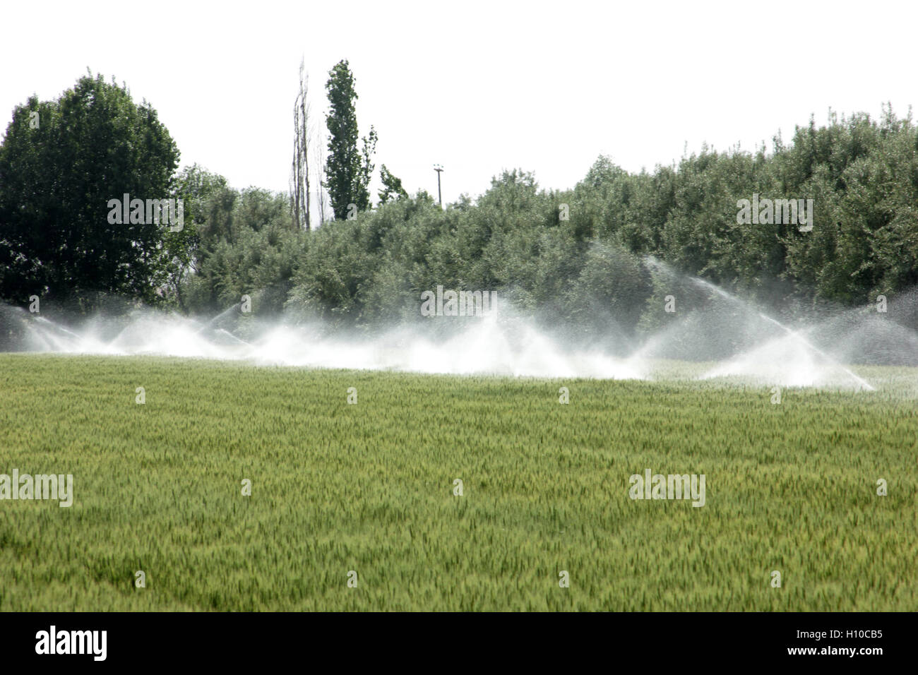 wheat field irrigation Stock Photo - Alamy