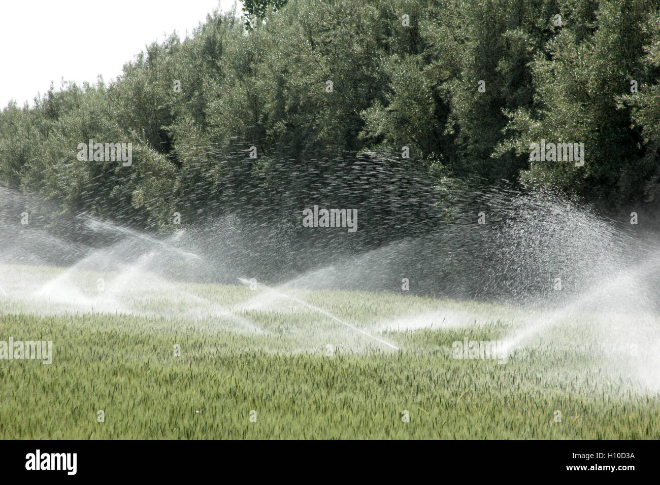 wheat field irrigation Stock Photo - Alamy