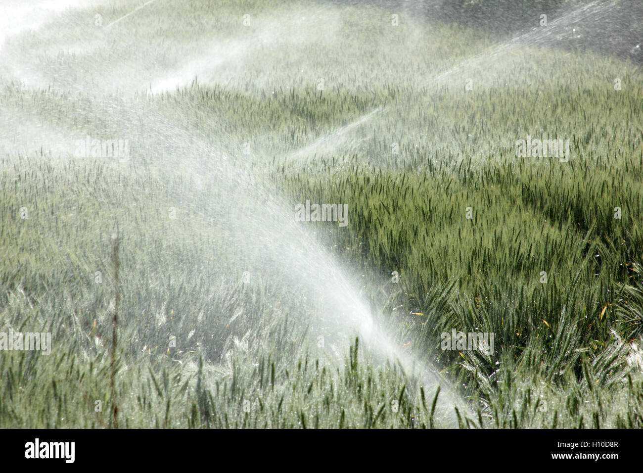 wheat field irrigation Stock Photo - Alamy