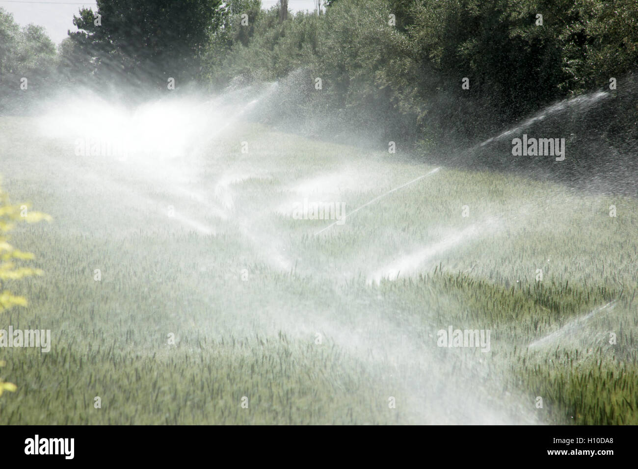 wheat field irrigation Stock Photo - Alamy