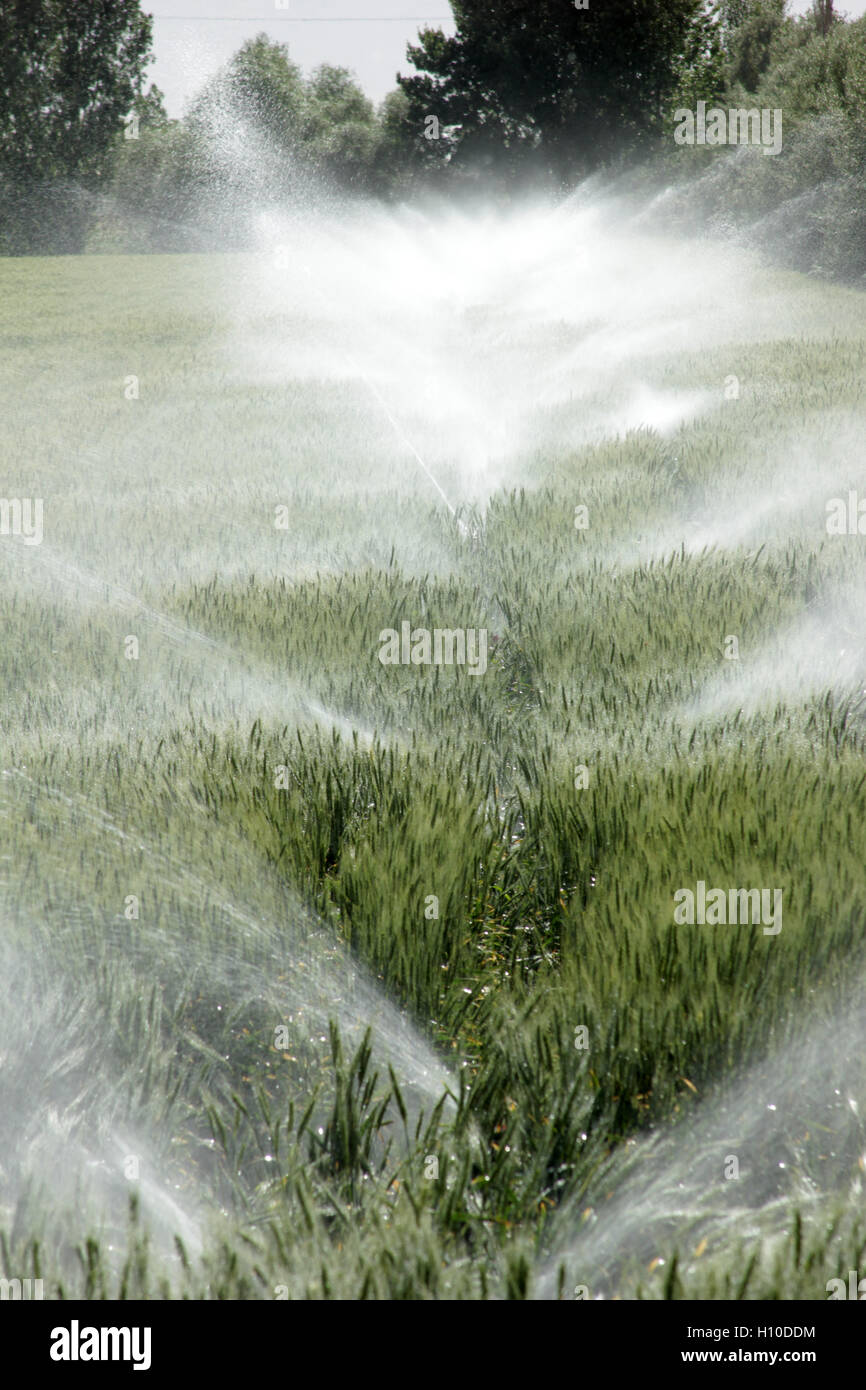 wheat field irrigation Stock Photo - Alamy