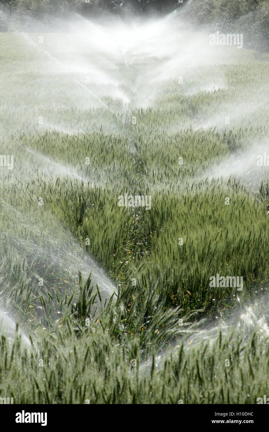 wheat field irrigation Stock Photo - Alamy