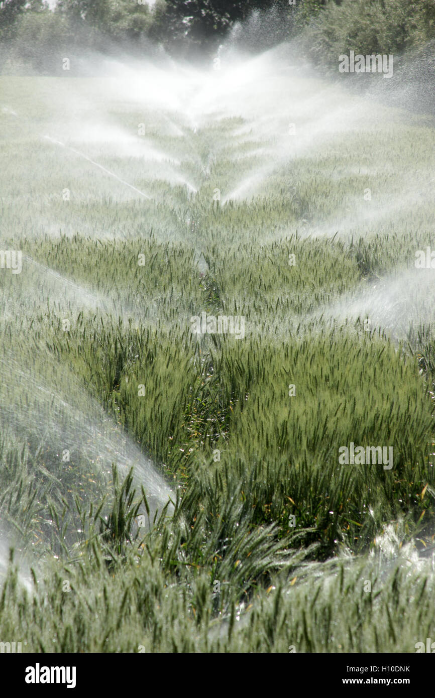 wheat field irrigation Stock Photo - Alamy