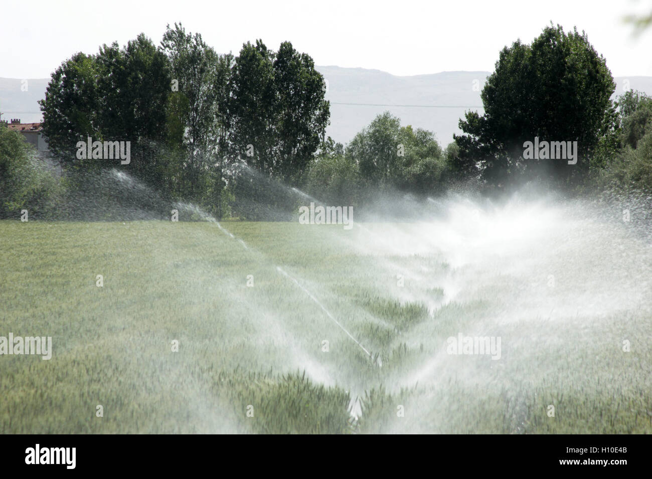 wheat field irrigation Stock Photo - Alamy