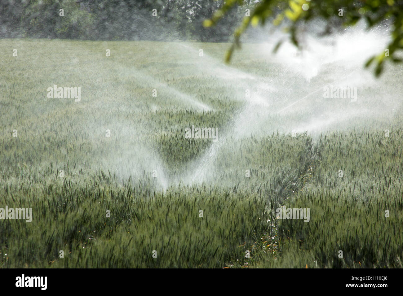 wheat field irrigation Stock Photo - Alamy