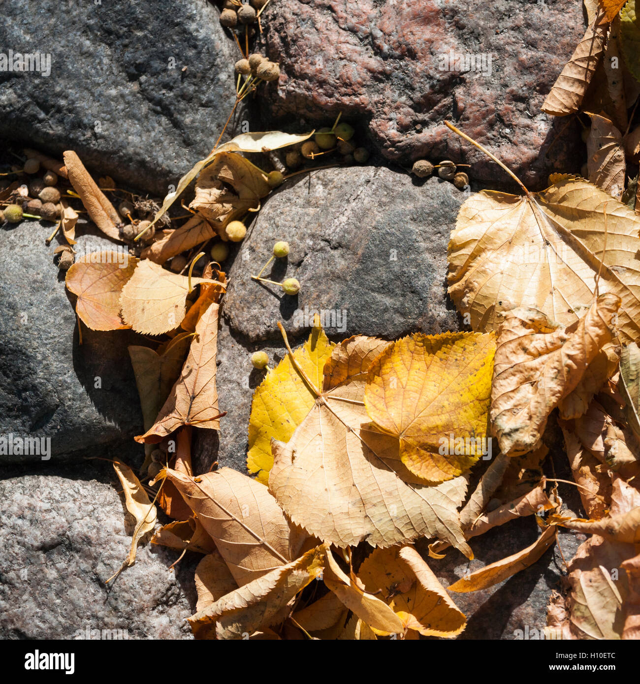 Autumn colours nature hi-res stock photography and images - Alamy