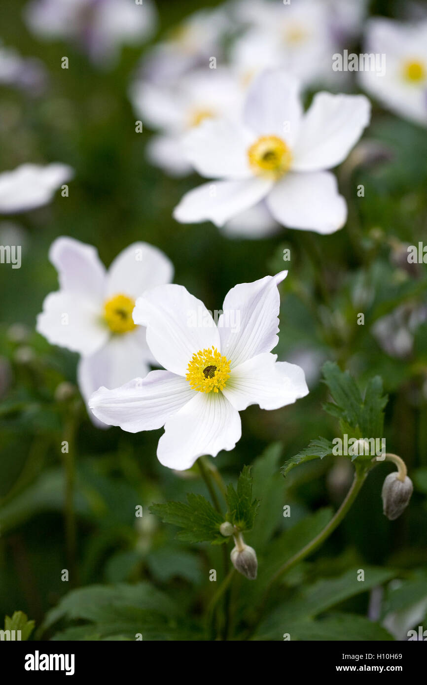 Anemone 'Wild Swan' growing in an English garden Stock Photo - Alamy