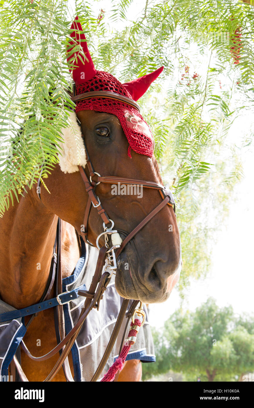 Portrait of a dressage horse hiding behind tree leaves Stock Photo - Alamy