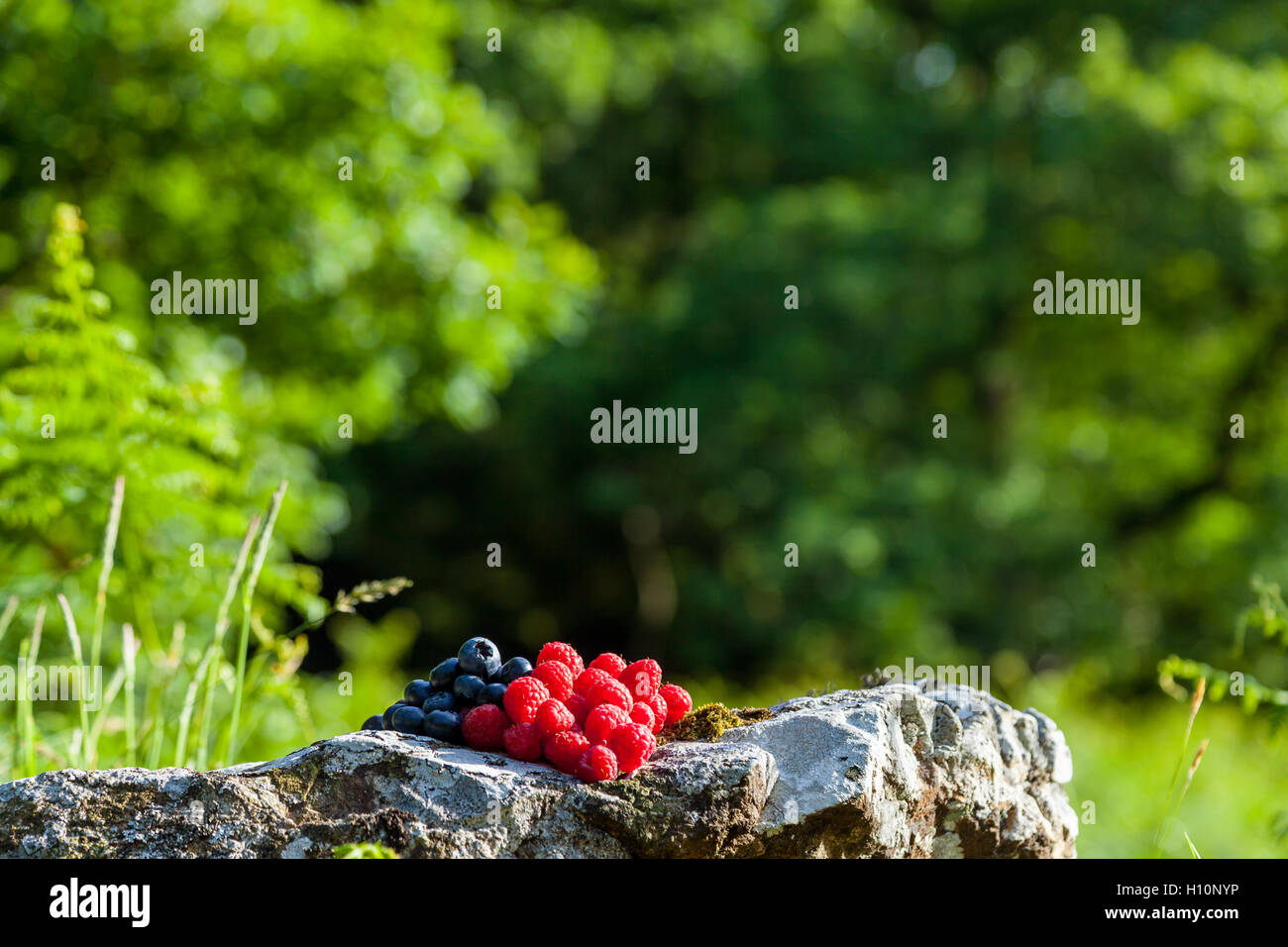 Woods fruit hi-res stock photography and images - Alamy