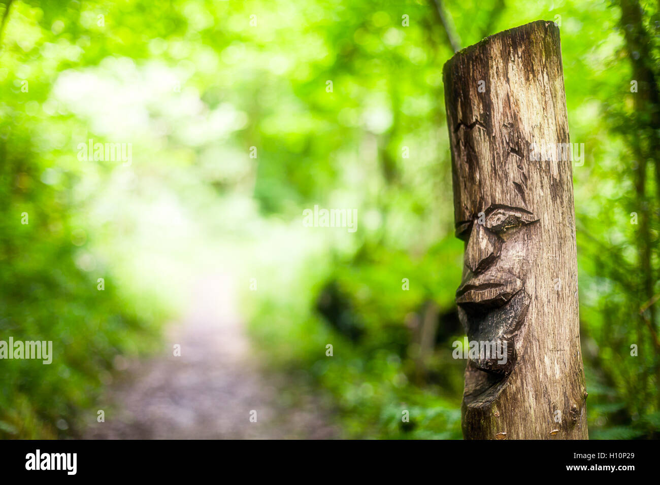 Pengelli Forest, Pembrokeshire, Wales, UK Stock Photo - Alamy